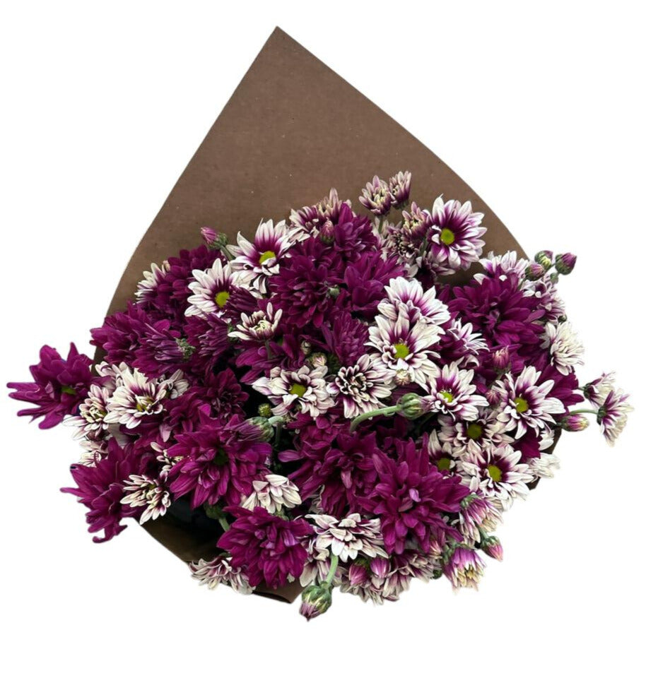 Ramo de Margaritas bicolor – Menta Flores 🇲🇽