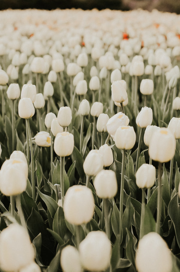 Menta Flores | Diseños florales increíbles – Menta Flores 🇲🇽