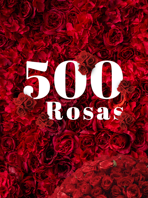 500 rosas- 500 tallos de rosa roja – Menta Flores 🇲🇽